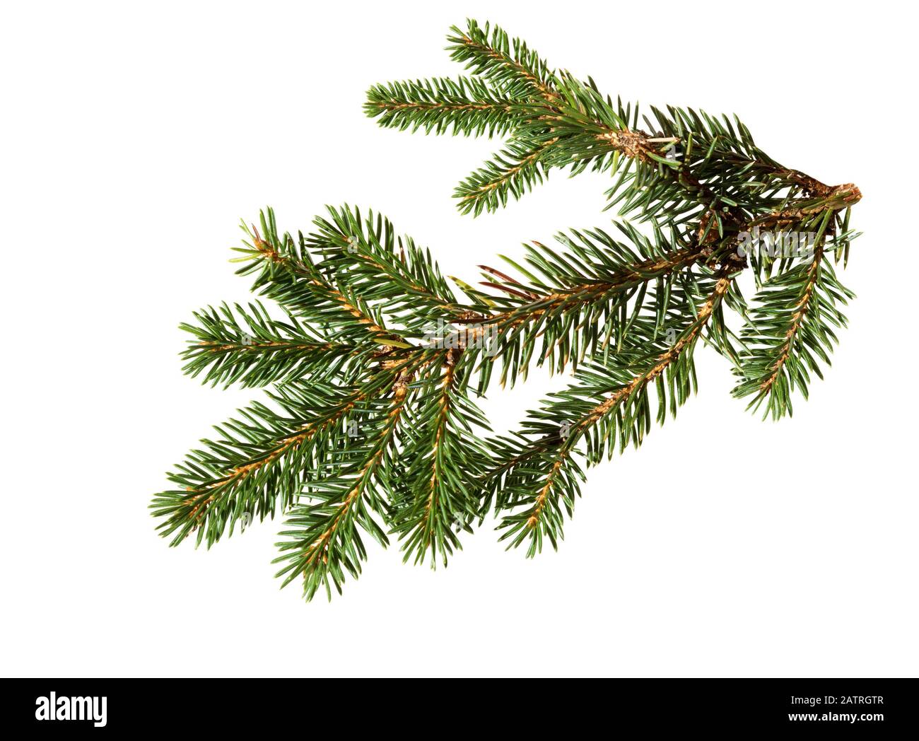 Close up pine branch on hi-res stock photography and images - Alamy