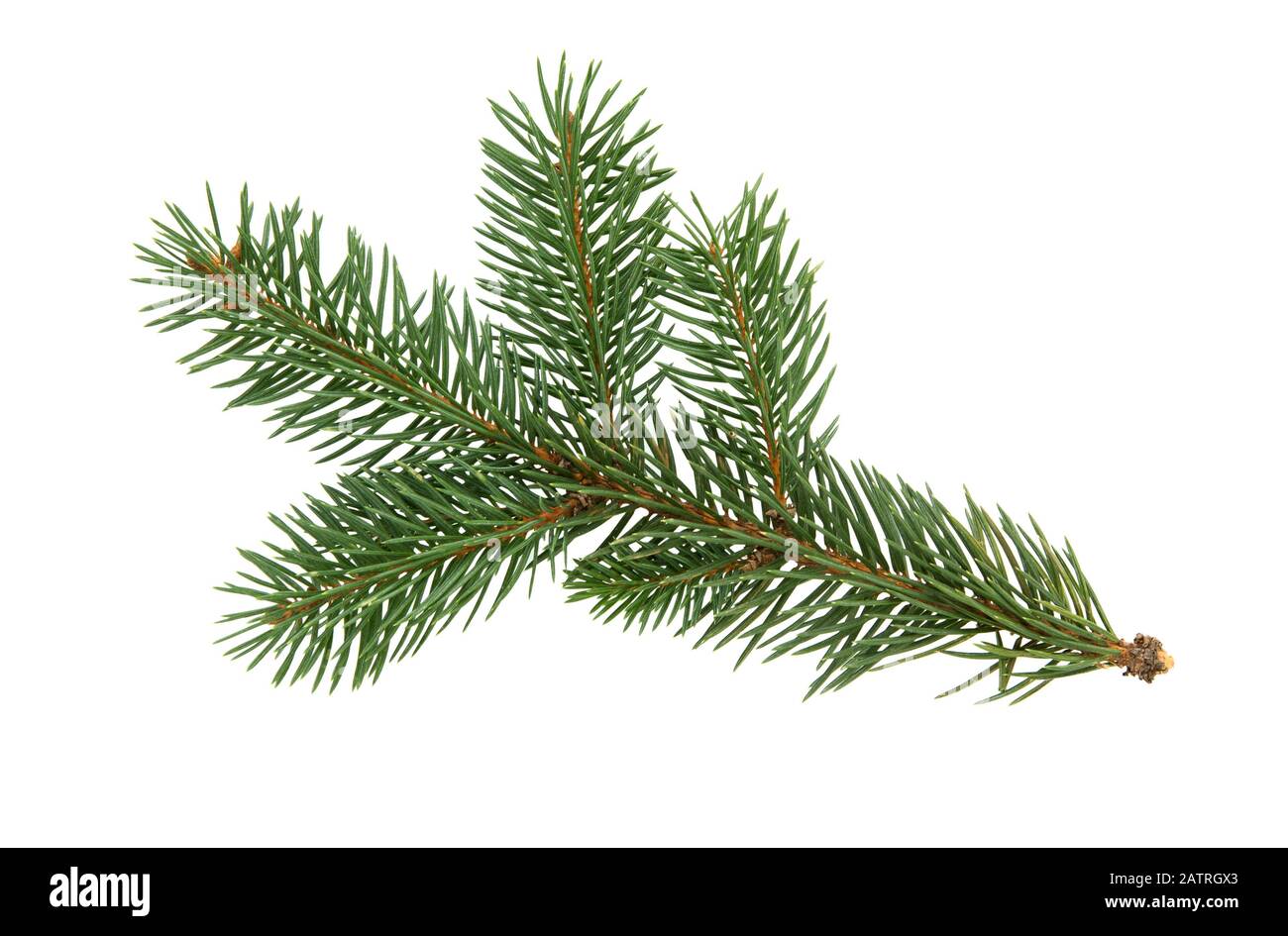 Fir tree branch isolated on white background. Pine branch. Christmas fir Stock Photo - Alamy