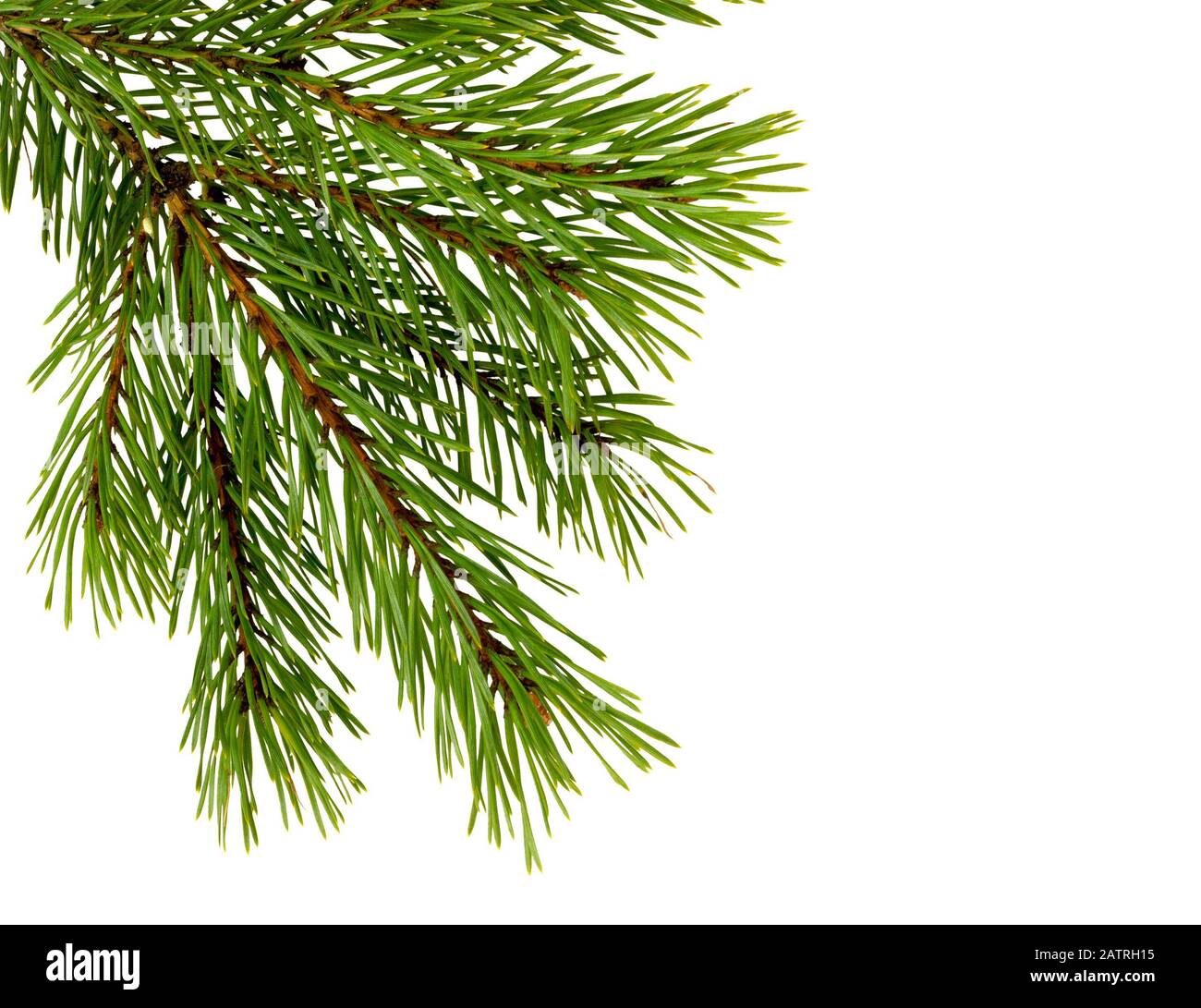 Tree design hi-res stock photography and images - Alamy