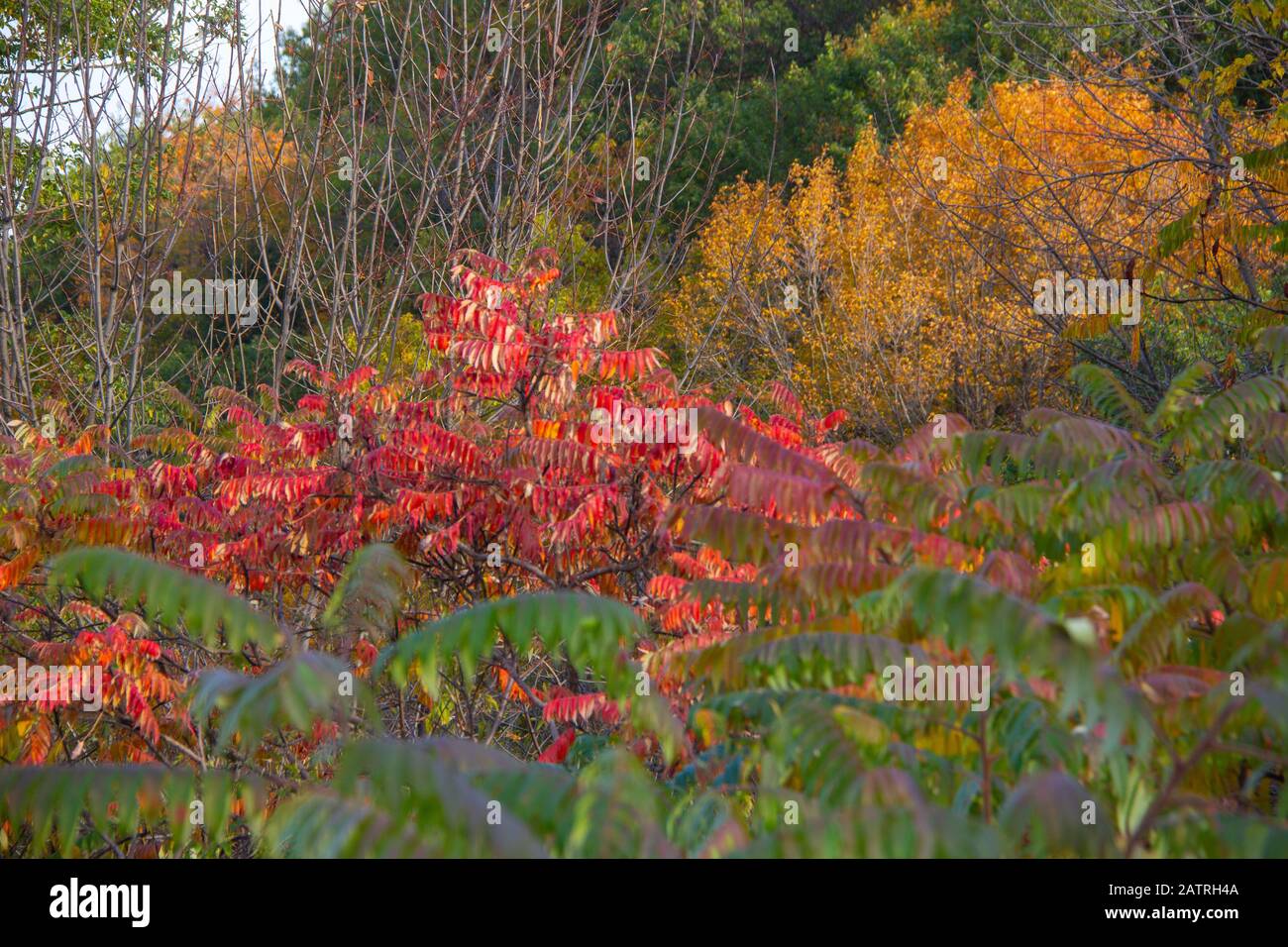 Yellow Birch Quebec High Resolution Stock Photography and Images - Alamy