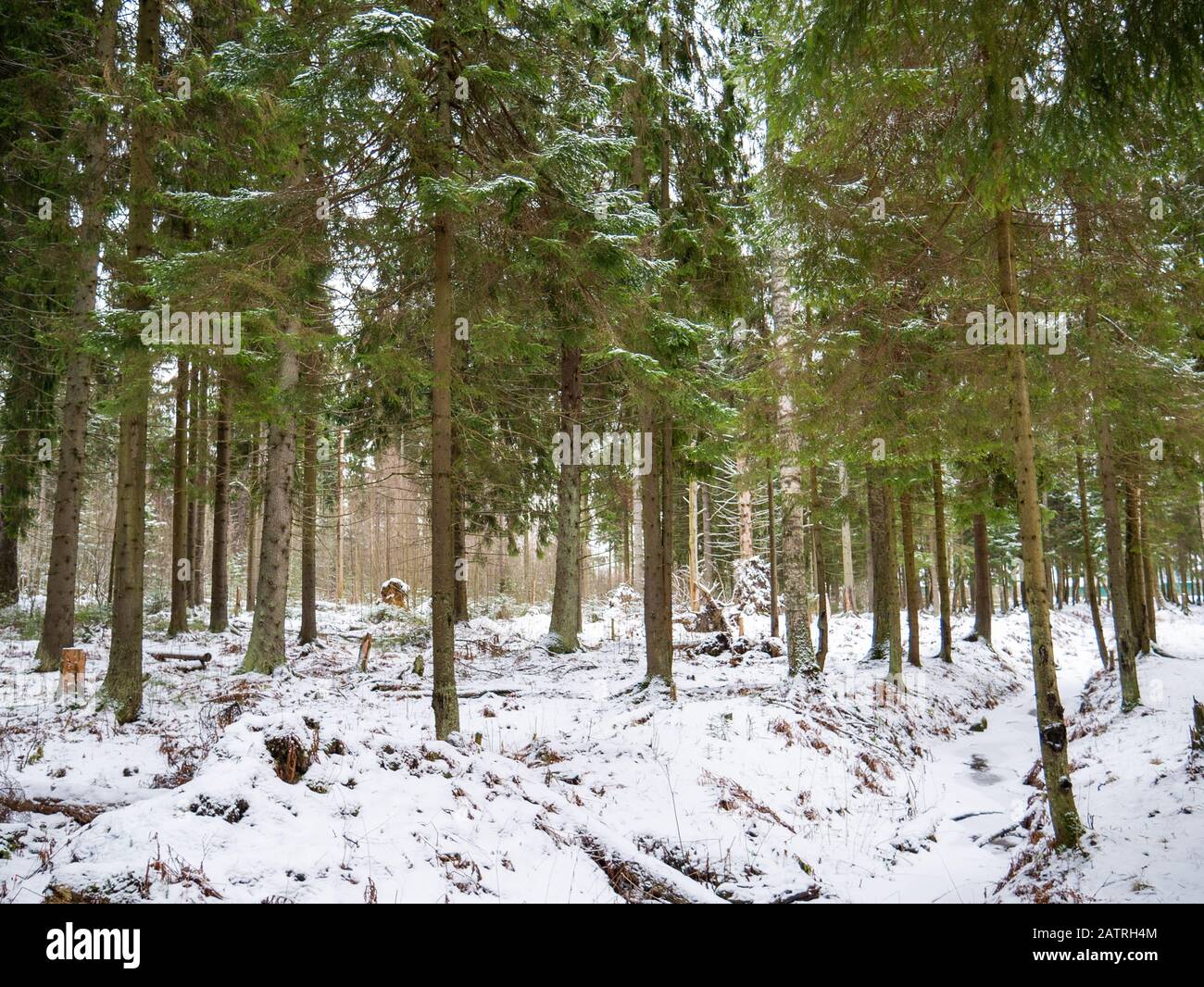 Natural forest of spruce and deciduous forest Stock Photo - Alamy