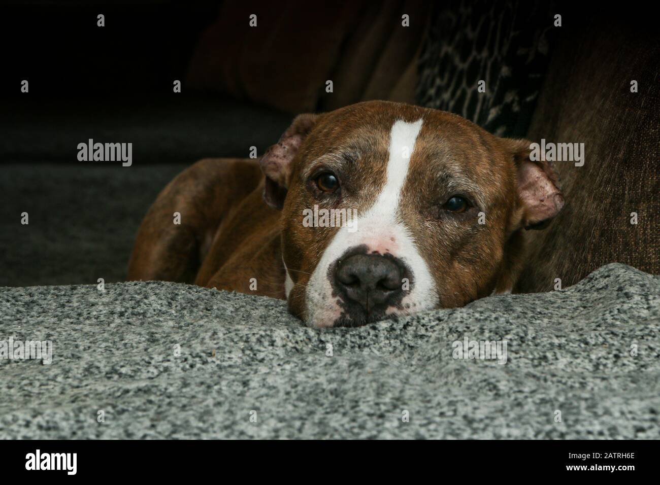 Old staffordshire terrier hi-res stock photography and images - Alamy