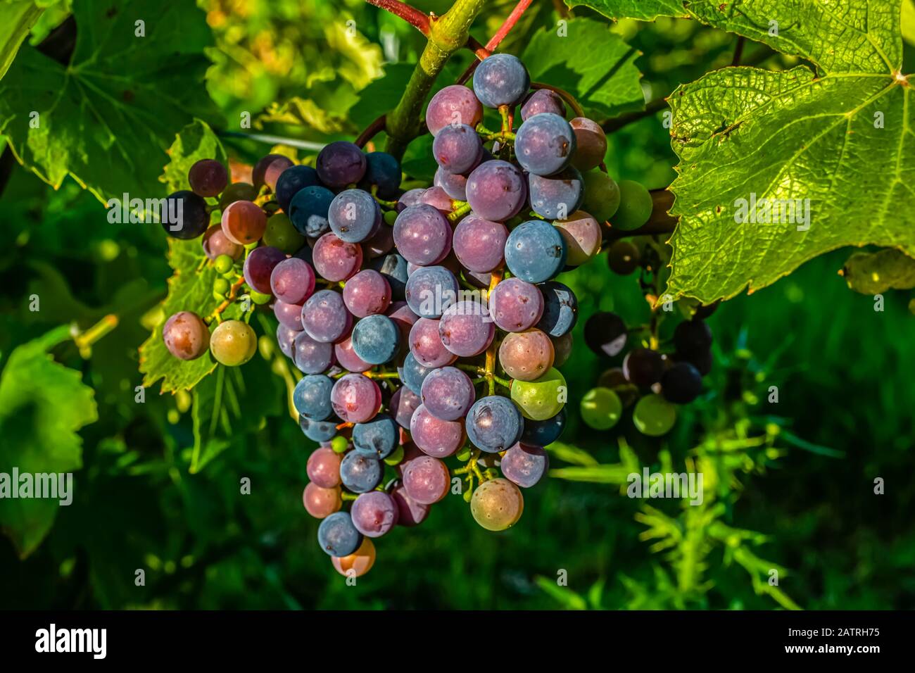 Grapes vine cluster hi-res stock photography and images - Alamy