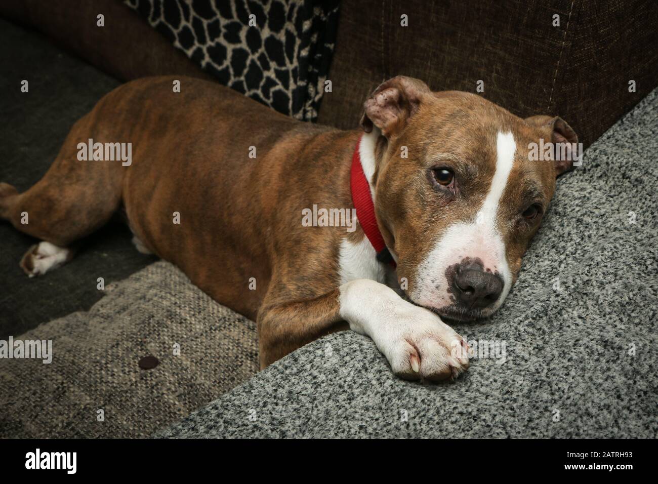 Old staffordshire terrier hi-res stock photography and images - Alamy