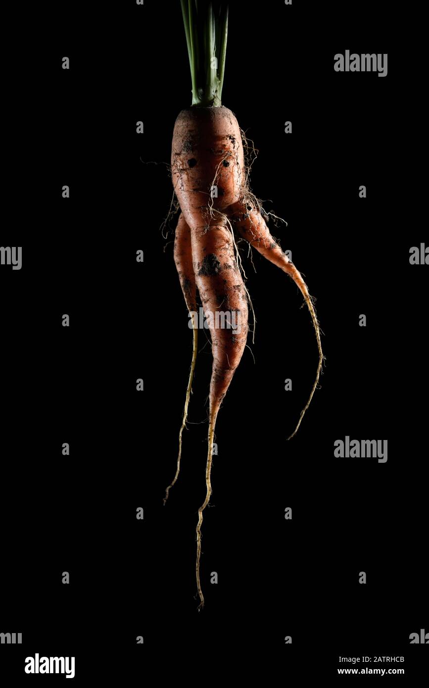 An unusual carrot with three roots just harvested Stock Photo - Alamy