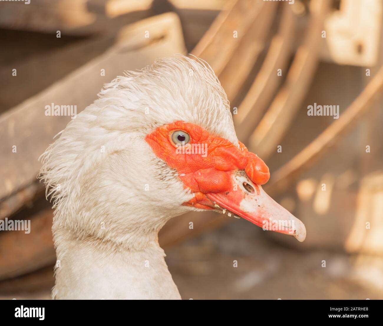 Domesticated birds hi-res stock photography and images - Alamy