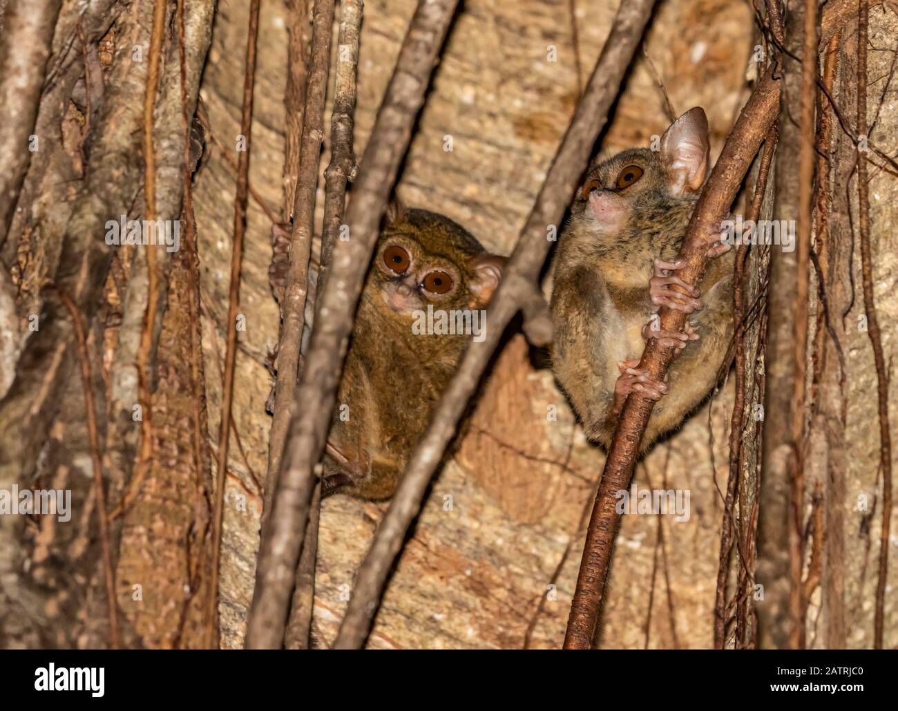 Spectral tarsier (Tarsius spectrum),Tangkoko Batuangus Nature Reserve ...
