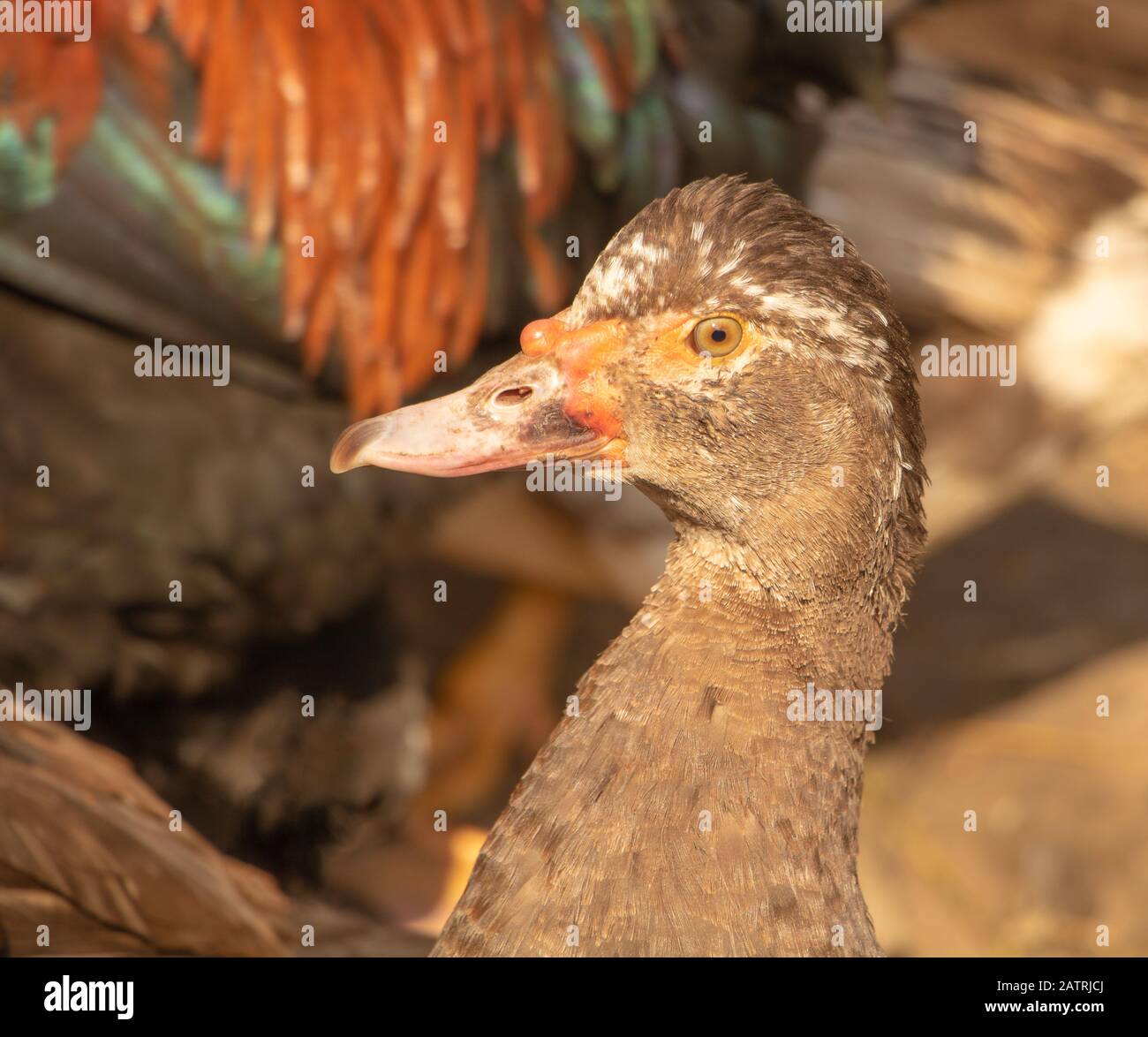 Domesticated birds hi-res stock photography and images - Alamy