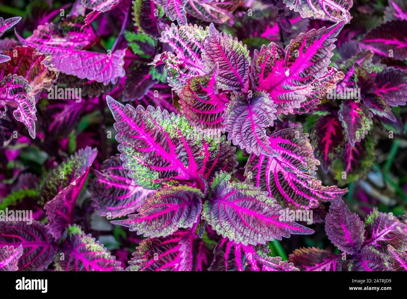 Purple and green coleus hi-res stock photography and images - Alamy