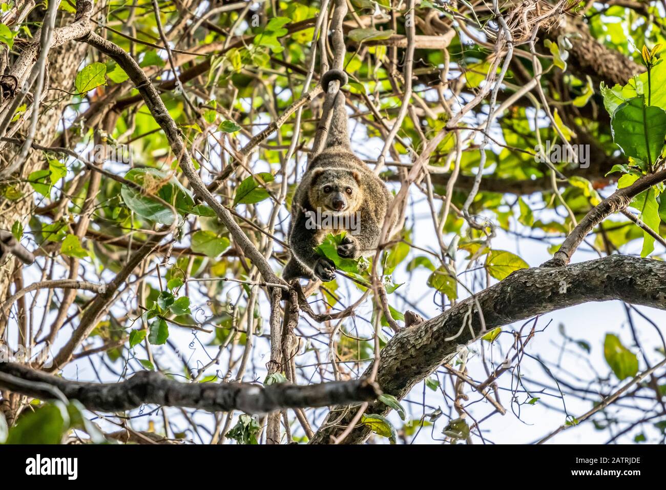 Sulawesi bear cuscus or Sulawesi bear phalanger (Ailurops ursinus ...