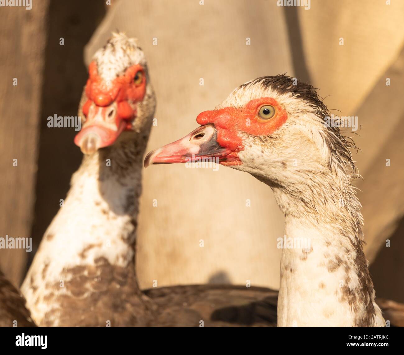 Domesticated birds hi-res stock photography and images - Alamy