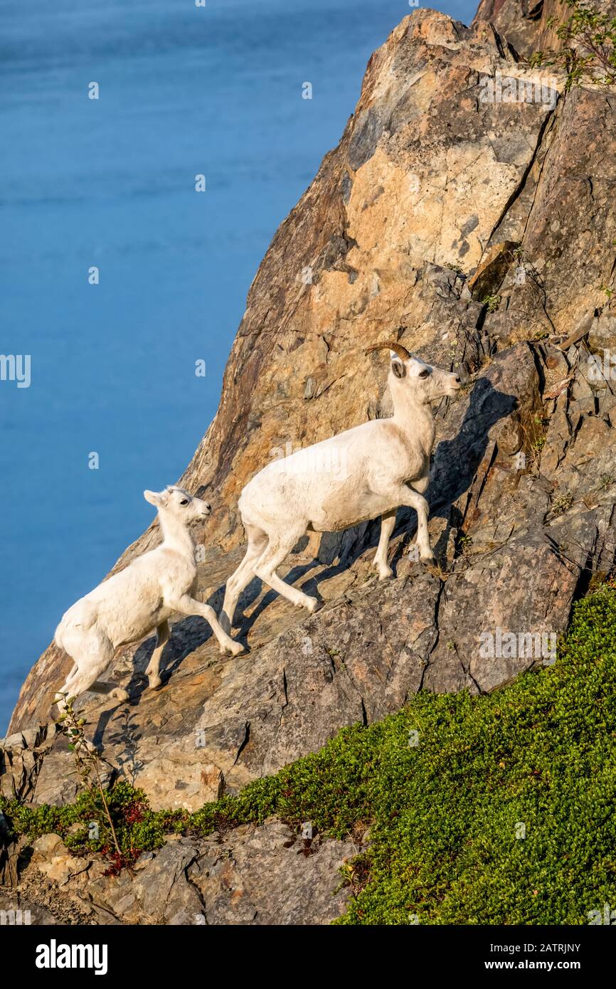 Arm around sheep hi-res stock photography and images - Alamy