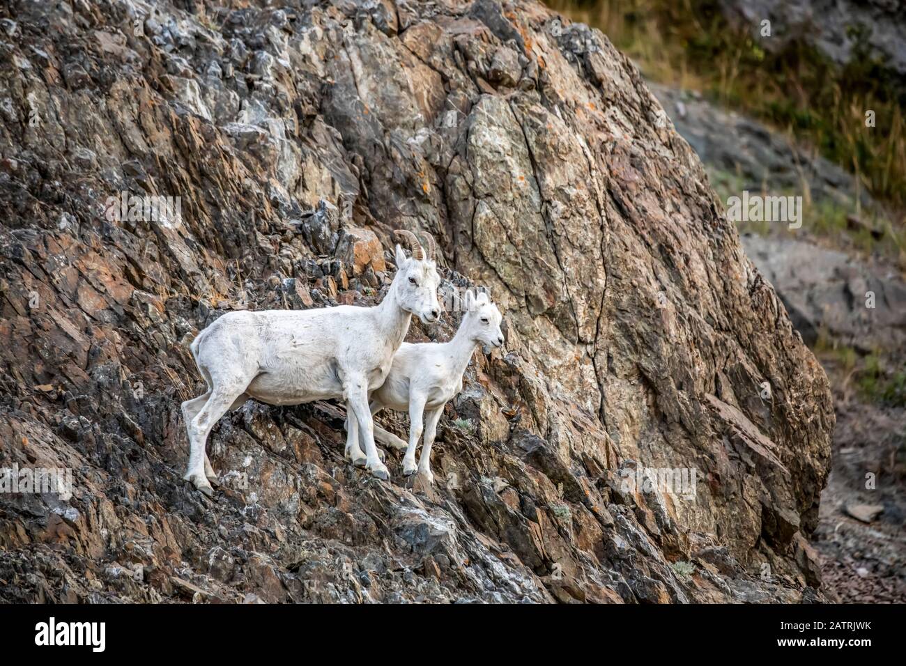 Alaska dall sheep family hi-res stock photography and images - Alamy