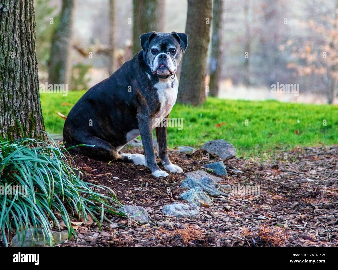 Boxer on guard hi-res stock photography and images - Alamy