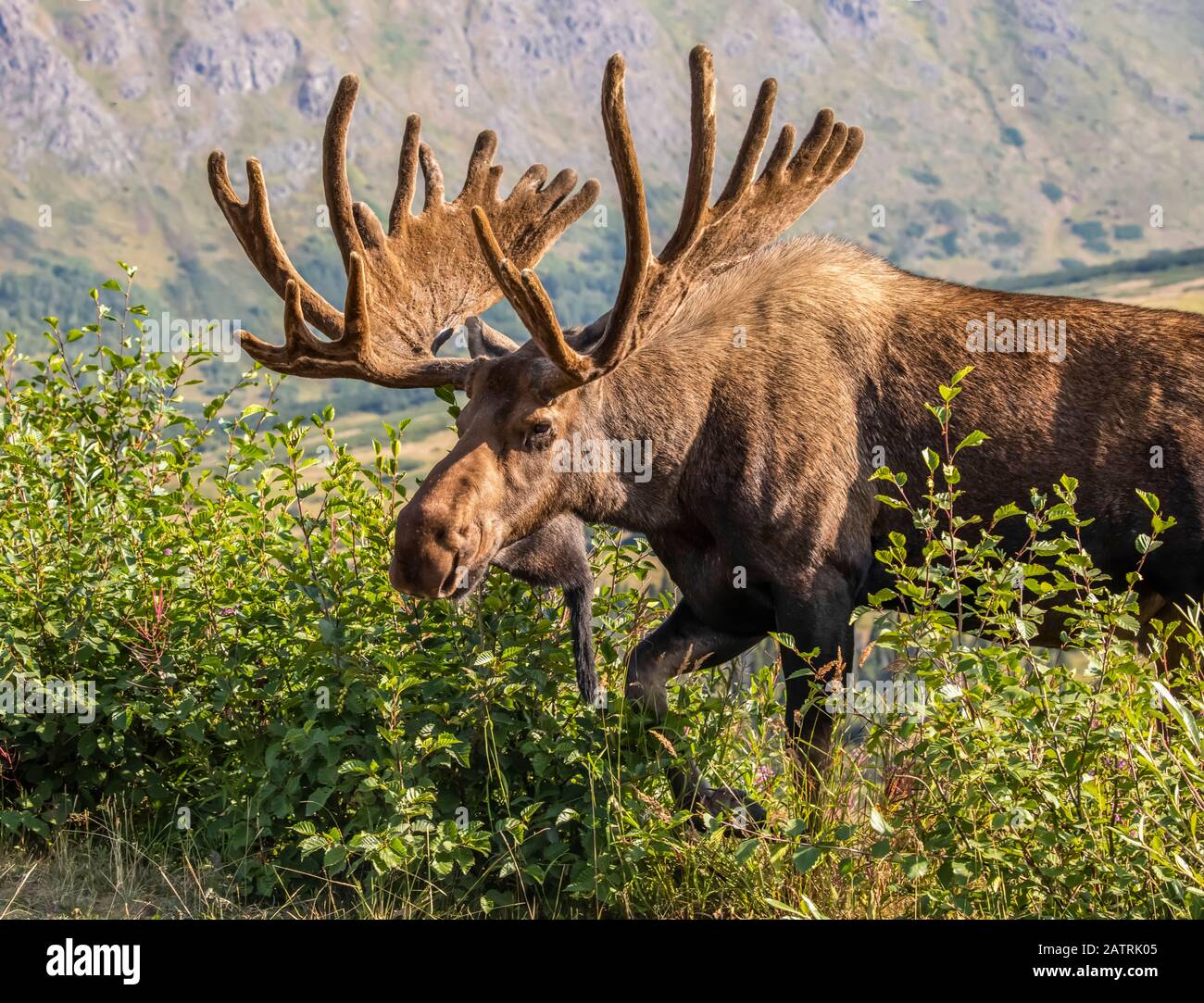 Alaskan bull moose hi-res stock photography and images - Alamy