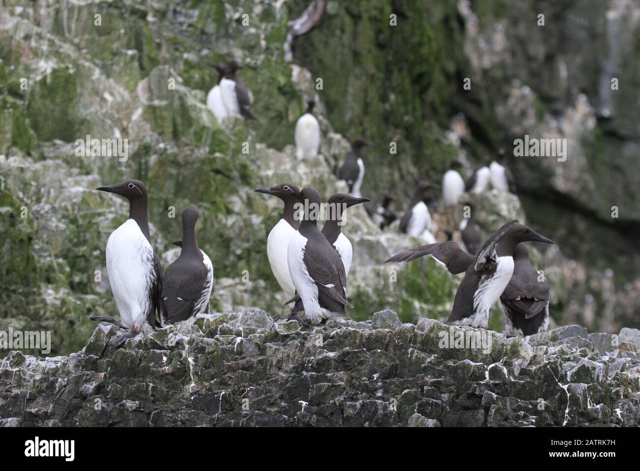 Svalbard bird life Stock Photo - Alamy