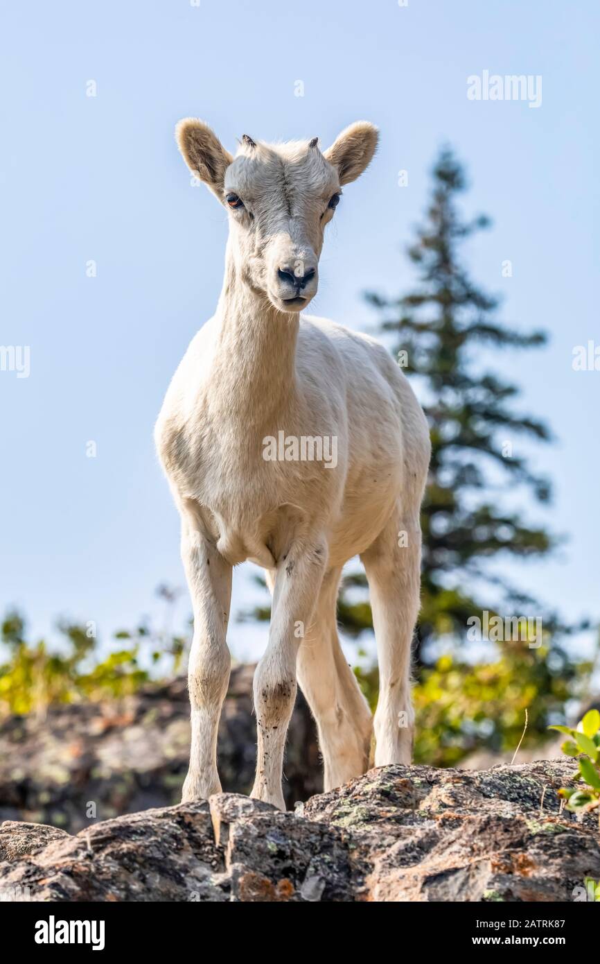 Dall sheep lamb (Ovis dalli) in the Chugach Mountains South of ...