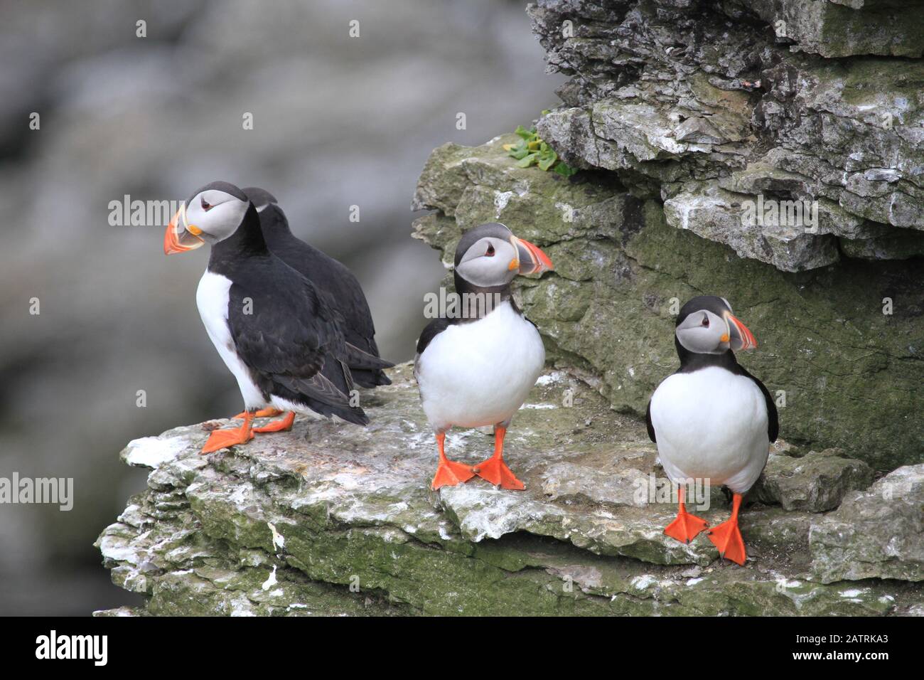 Svalbard bird life Stock Photo - Alamy