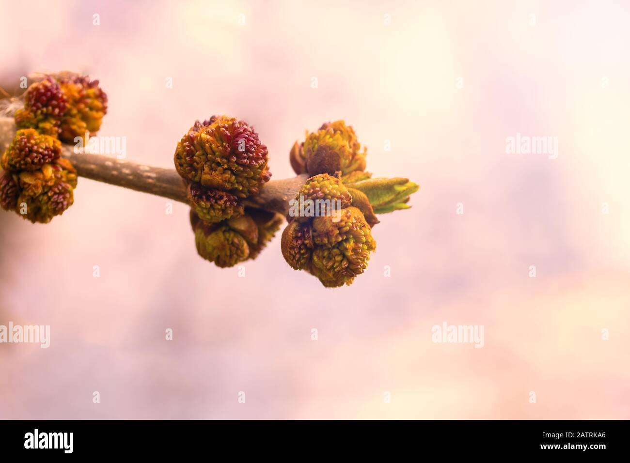 Spring bud. Composition of nature. Spring Awakening Concept Stock Photo ...