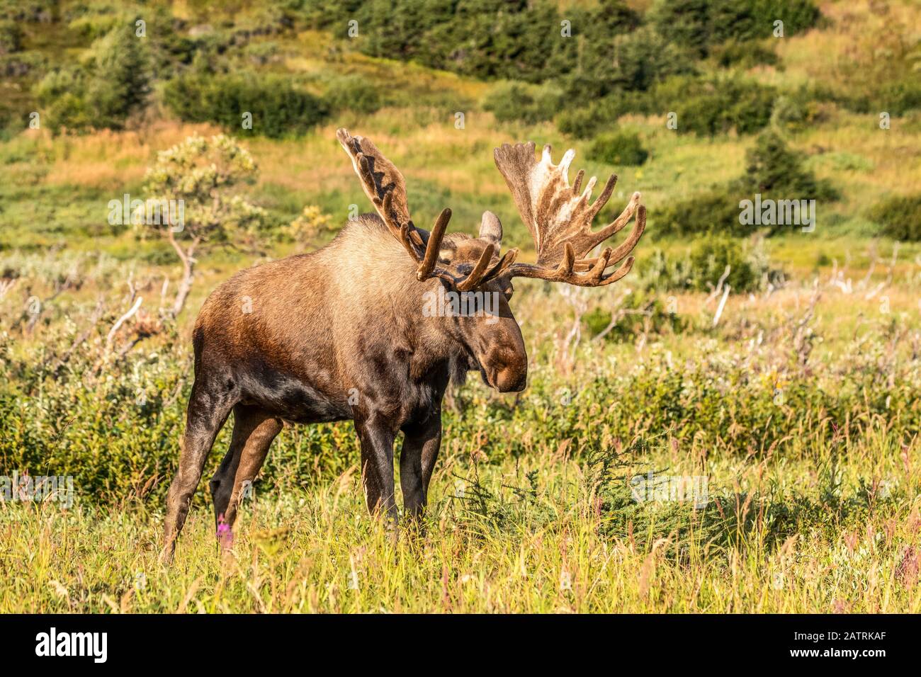 Bull Moose (Alces alces) with antlers in velvet in summertime in the ...