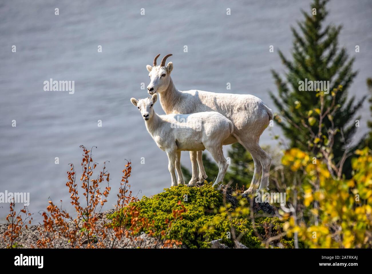 Dall sheep ewe and lamb (Ovis dalli) in the Chugach Mountains South of ...