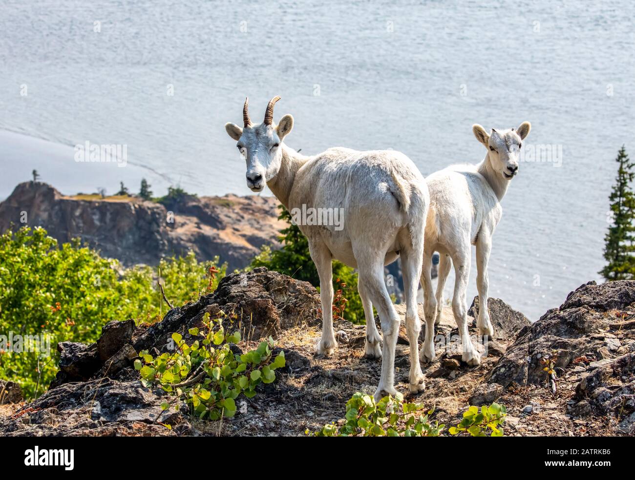 Dall sheep ewe and lamb (Ovis dalli) in the Chugach Mountains South of ...