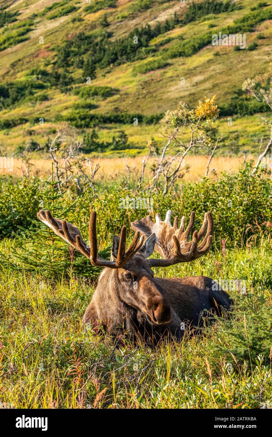 Moose lying down hi-res stock photography and images - Alamy