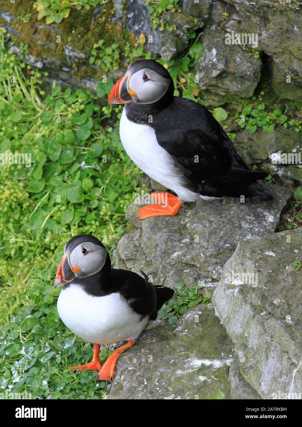 Svalbard bird life Stock Photo - Alamy