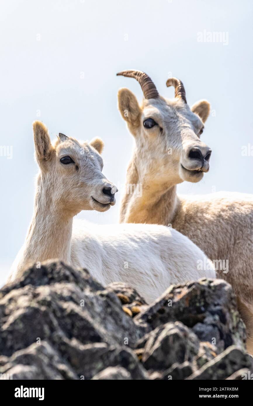 Dall sheep ewe and lamb (Ovis dalli) in the Chugach Mountains South of ...