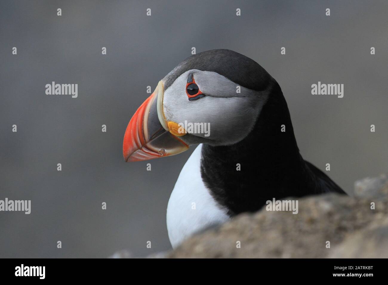 Svalbard bird life Stock Photo - Alamy