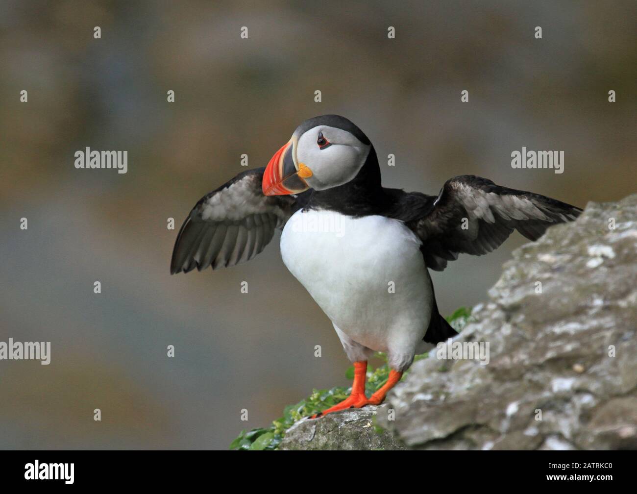 Svalbard bird life Stock Photo - Alamy