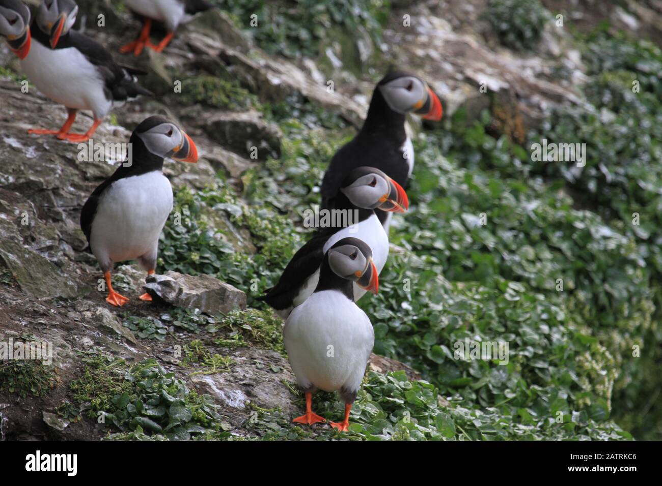 Svalbard bird life Stock Photo - Alamy