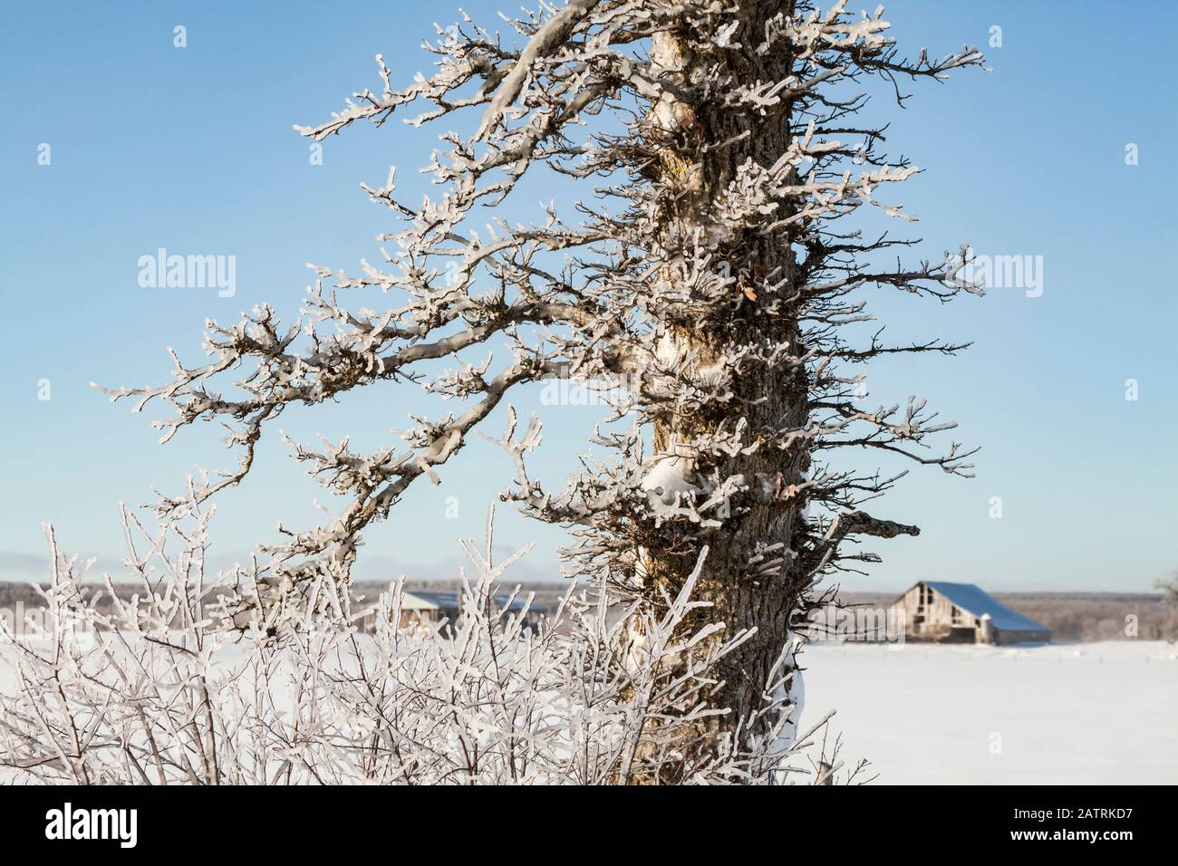 Ice-covered tree against a blue sky with a snowy field and barn in the ...