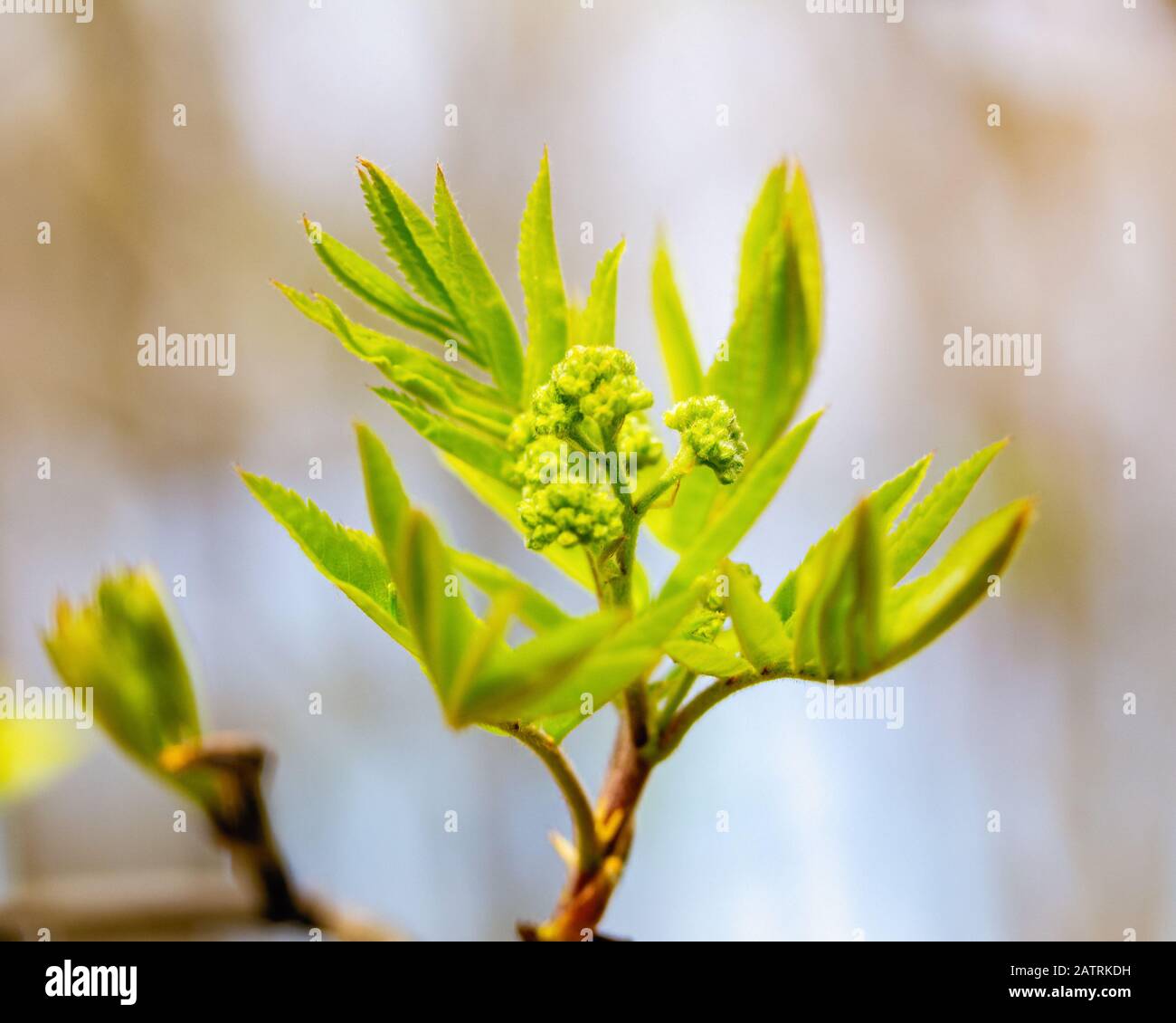 Awakening nature concept hi-res stock photography and images - Alamy
