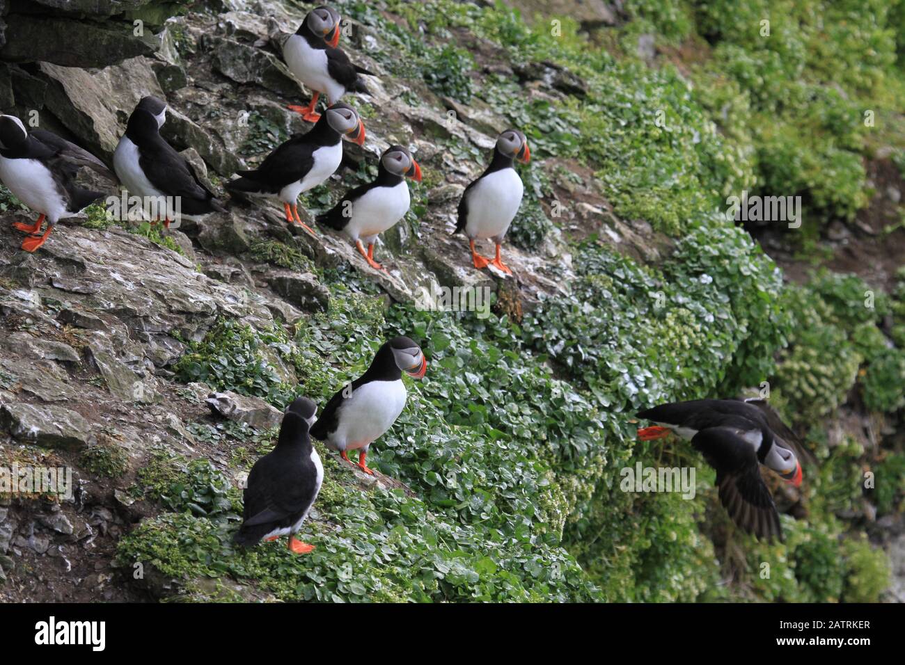 Svalbard bird life Stock Photo - Alamy