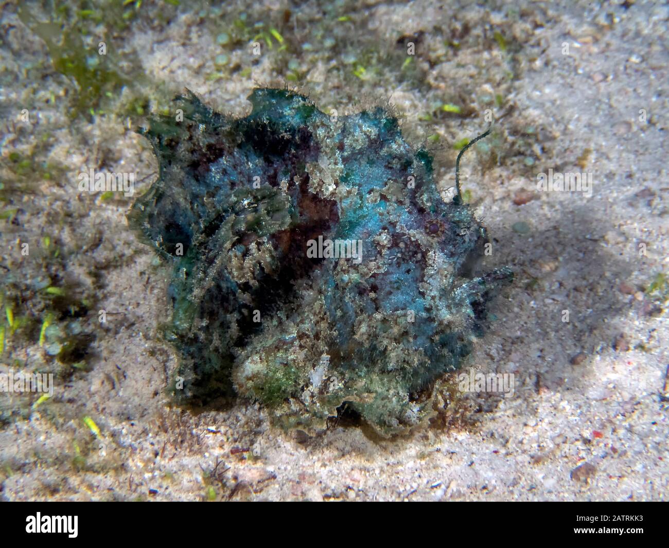 A Marble-mouthed Frogfish (Lophiocharon lithinostomus Stock Photo - Alamy