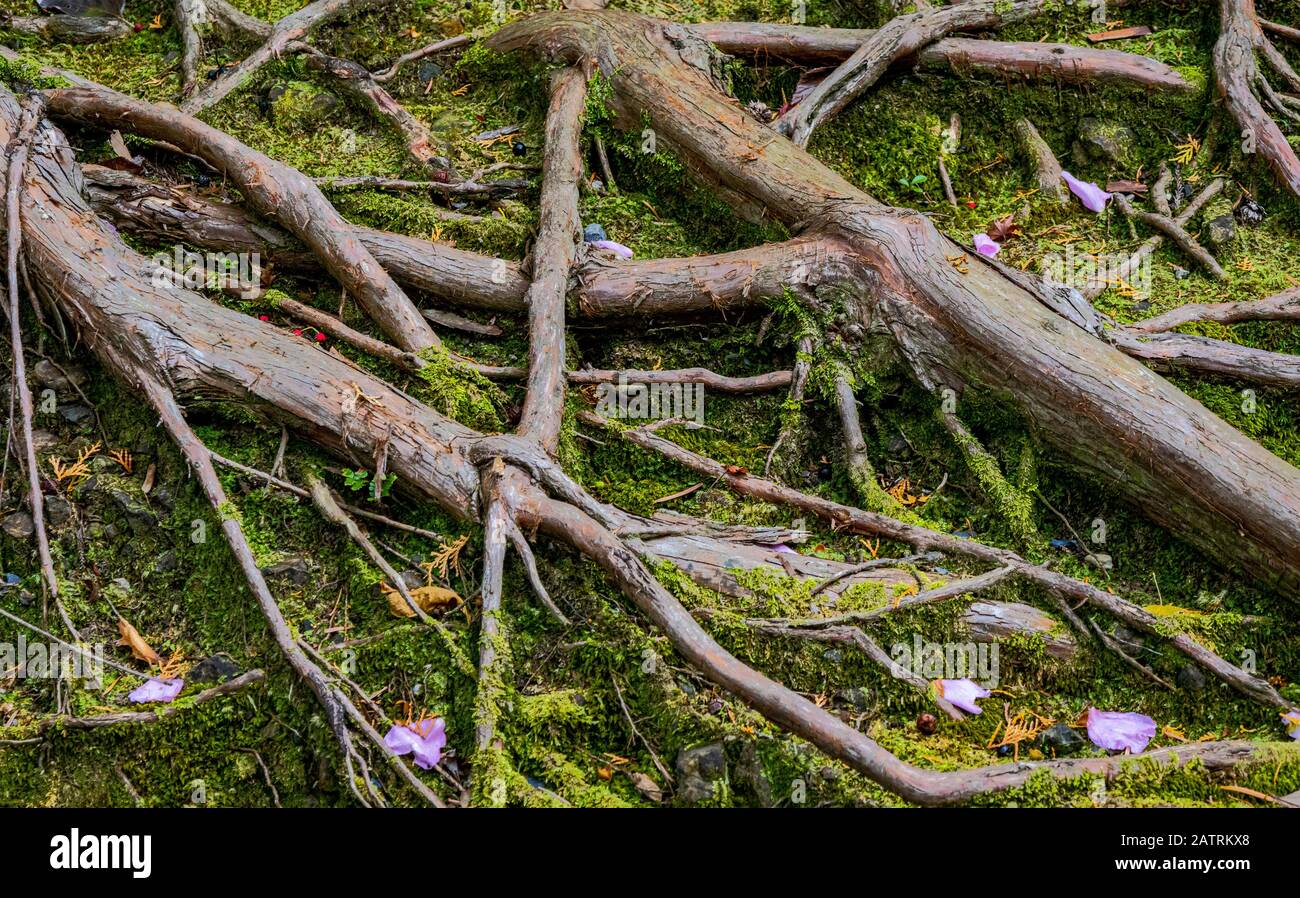 twisted tree roots, Honen-in Temple, Kyoto, Japan Stock Photo - Alamy