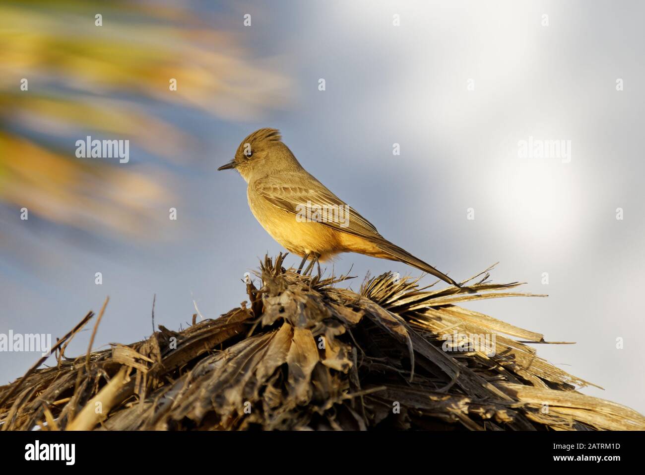 Western kingbird (Tyrannus verticalis) perched on a branch in Bolsa ...