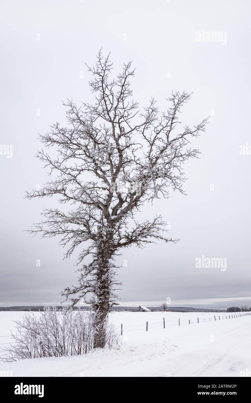 Winter landscape with ice-covered tree, snowy field and fence; Sault St ...
