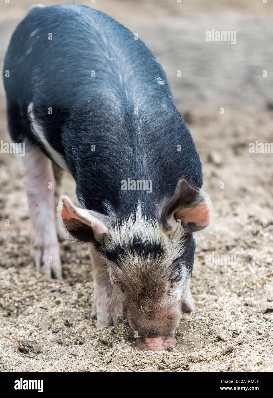 Pig on a farm feeding on the ground; Armstrong, British Columbia ...
