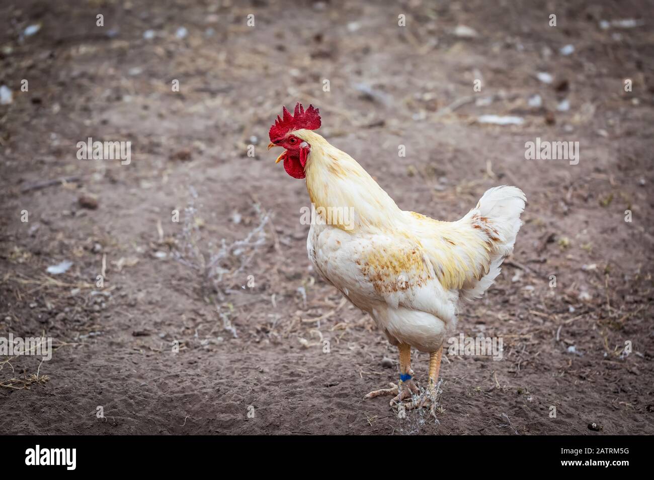 Side view of a chicken; Armstrong, British Columbia, Canada Stock Photo ...