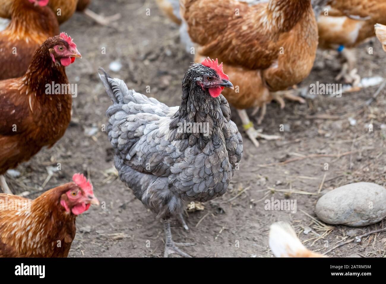 British poultry farm hi-res stock photography and images - Alamy