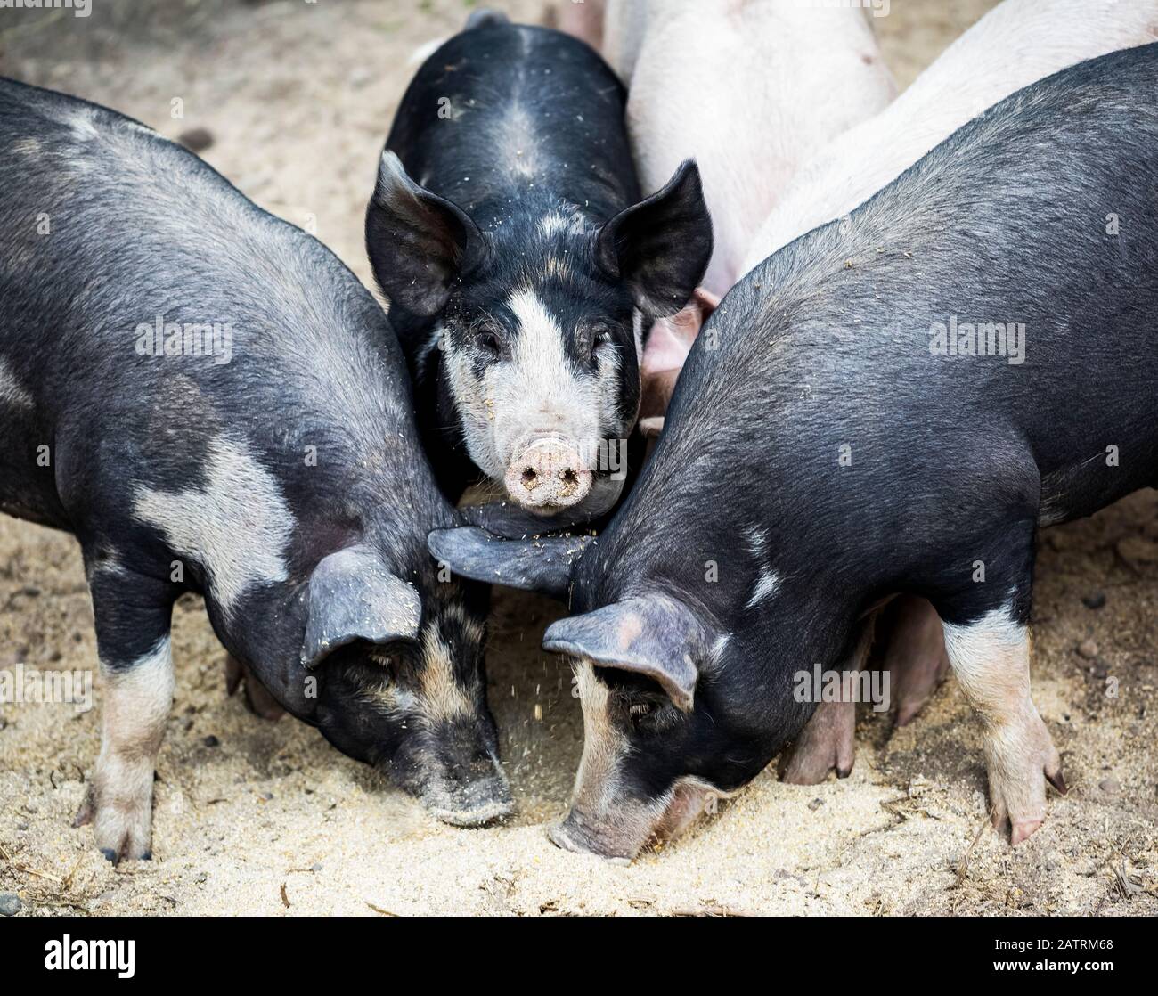 Foreground five pigs hi-res stock photography and images - Alamy