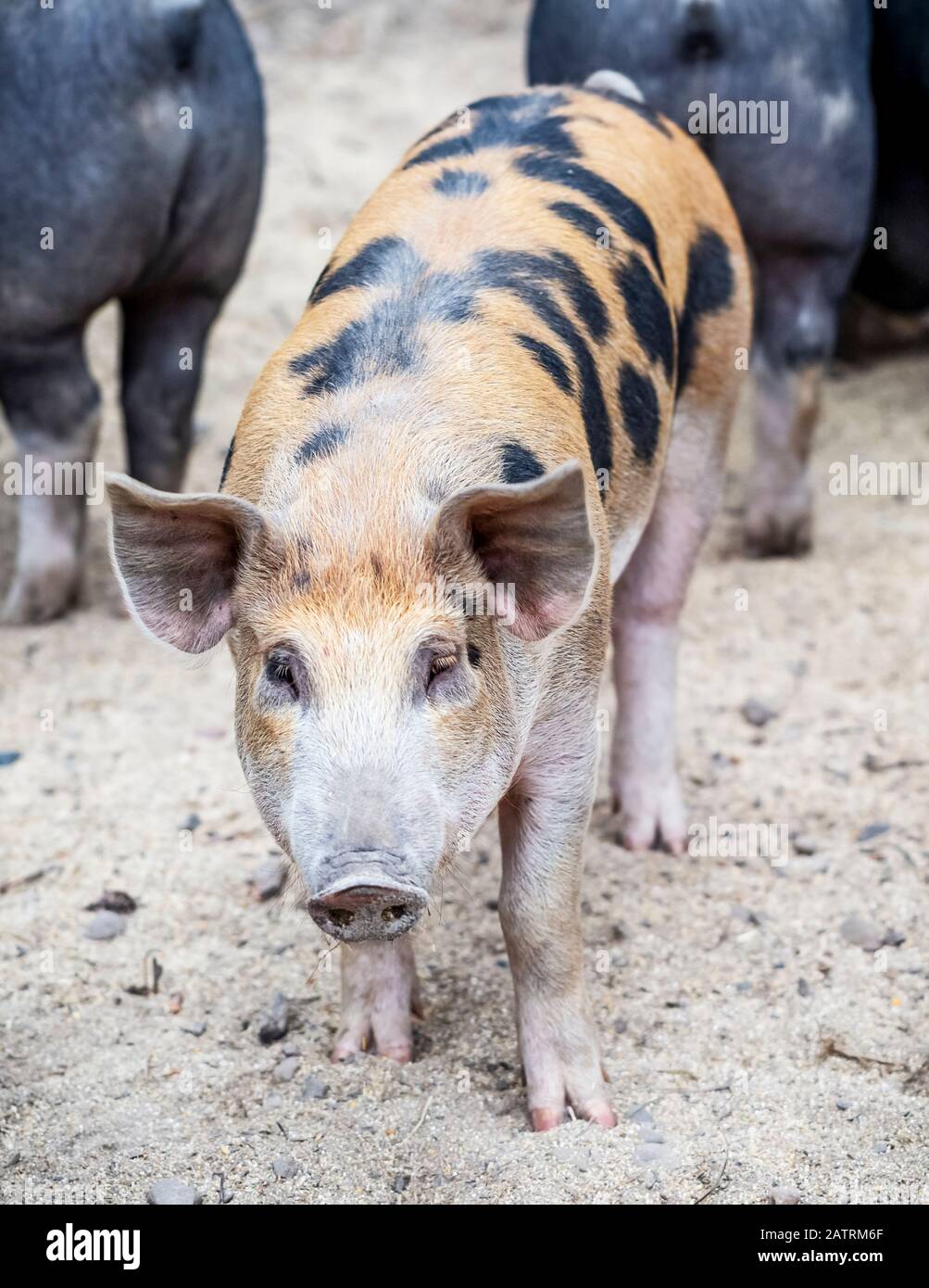 Pig on a farm looking at the camera; Armstrong, British Columbia ...