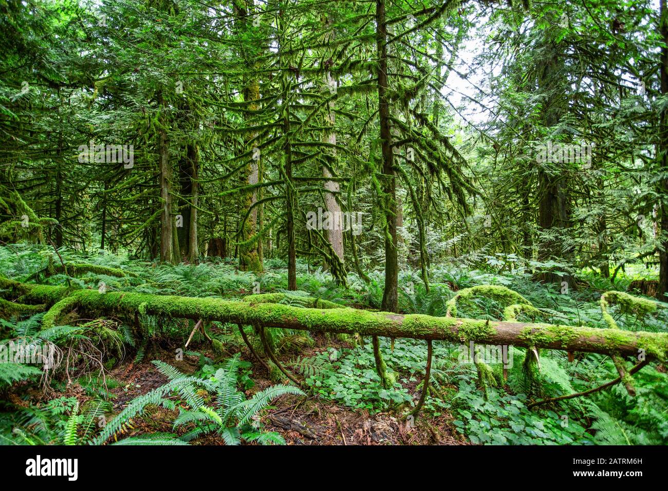 Lush forest with moss-covered fallen tree on the forest floor; British ...
