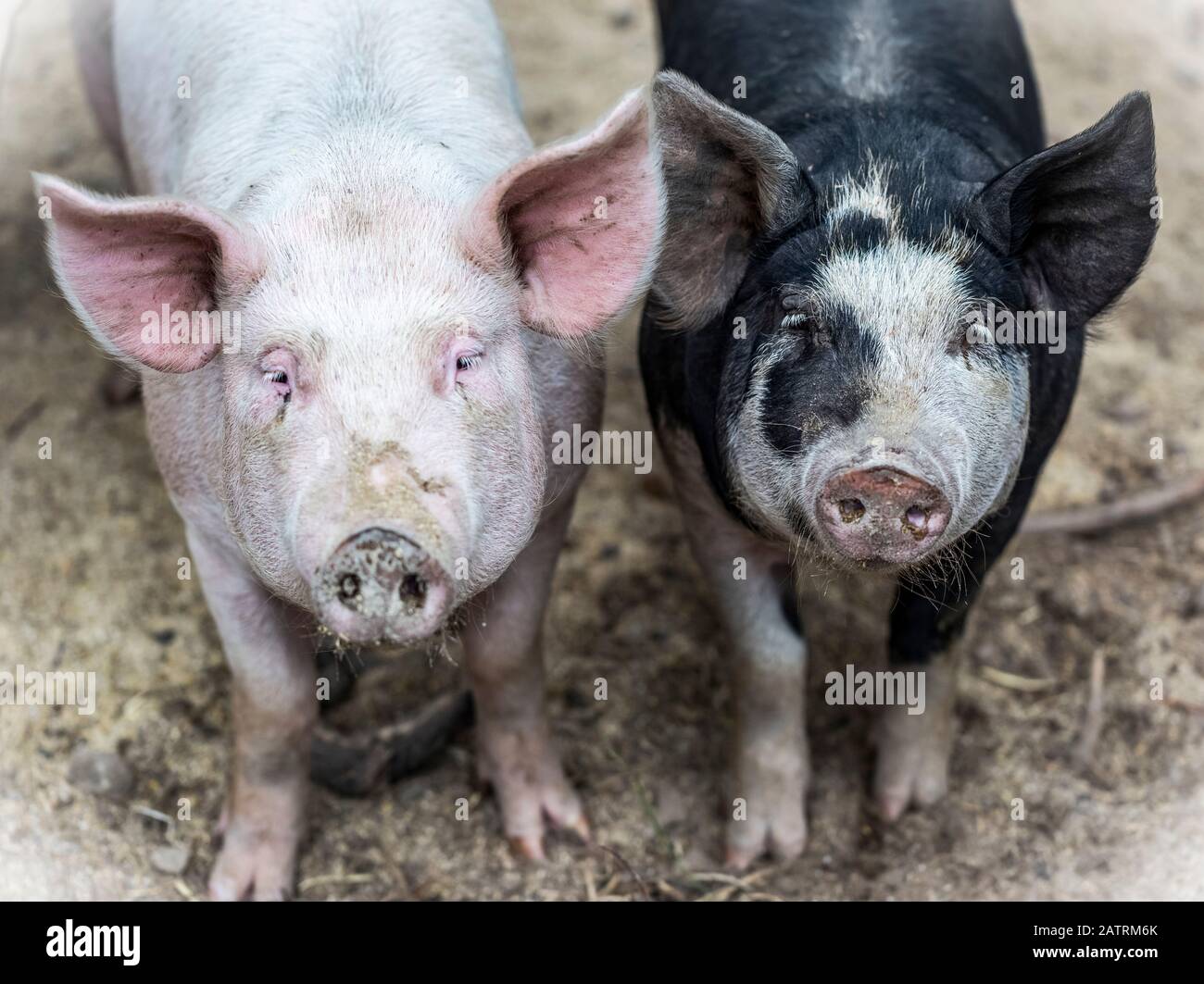 Two pigs on a farm looking at the camera; Armstrong, British Columbia ...