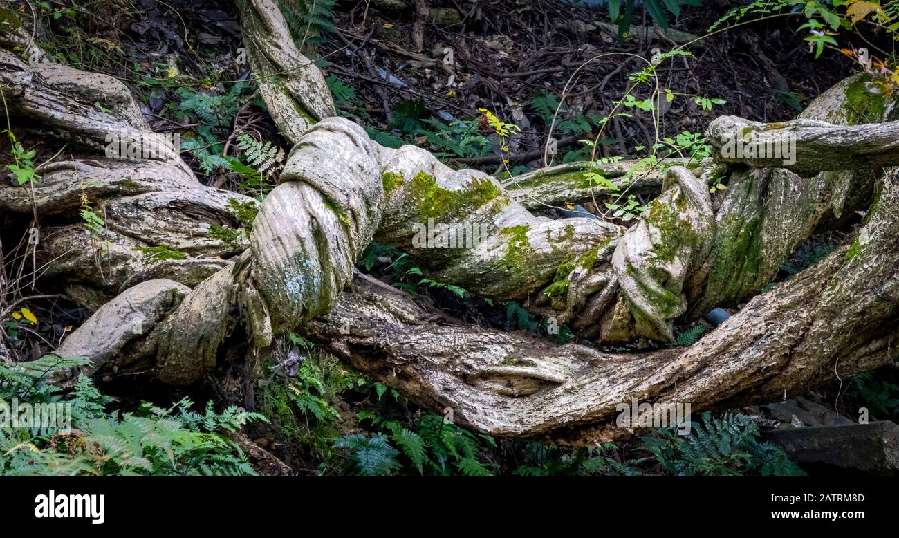 twisted tree roots, Honen-in Temple, Kyoto, Japan Stock Photo - Alamy