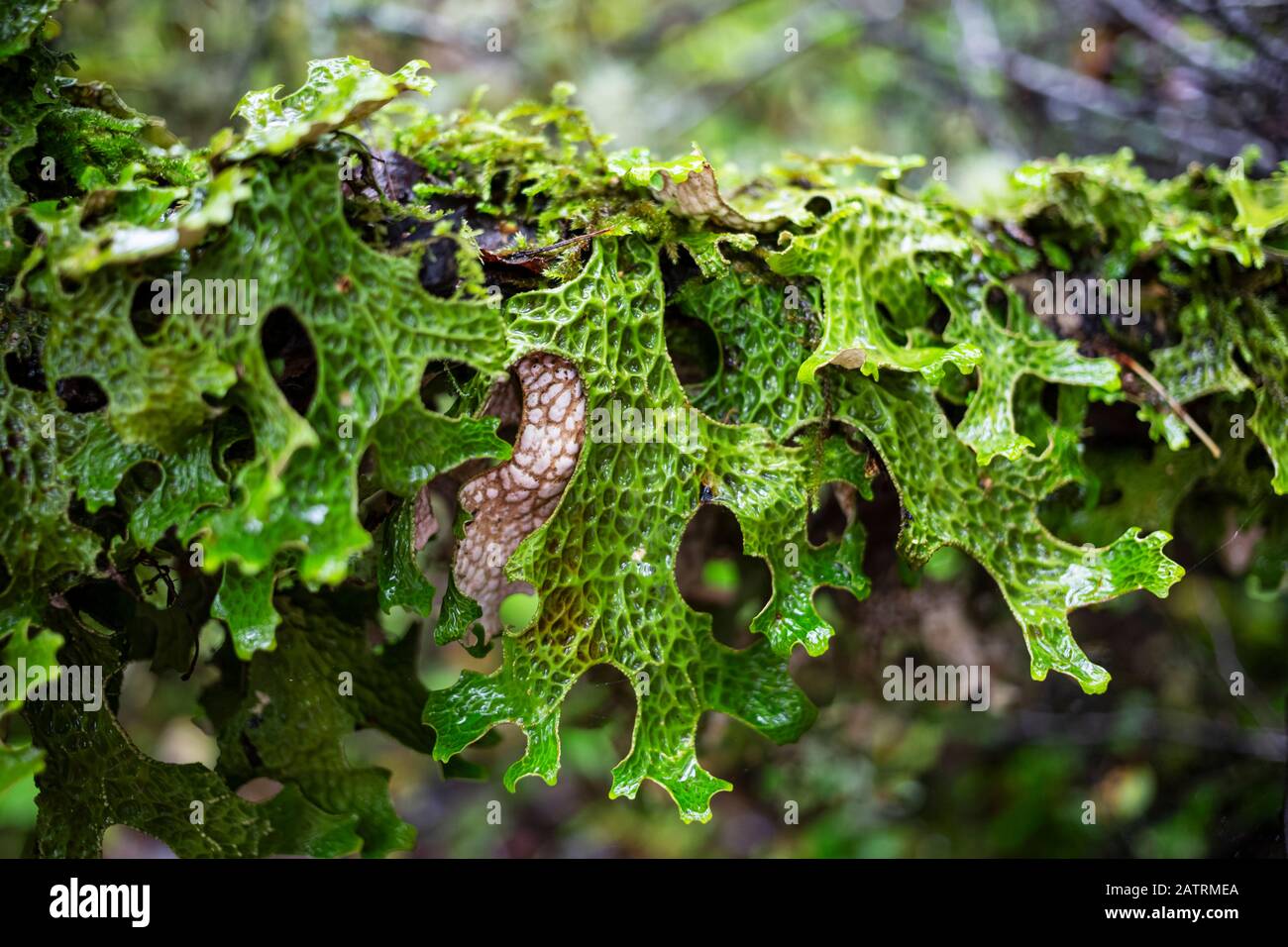 Unique shaped foliage with patterns growing on a tree branch; British ...