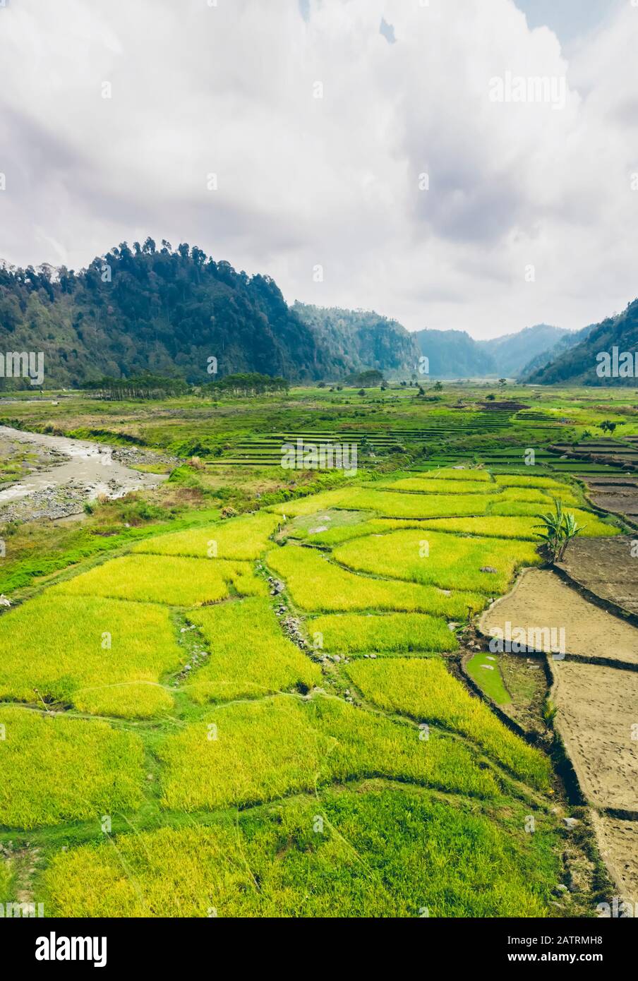 Rice terraces; Lumajang, East Java, Indonesia Stock Photo - Alamy