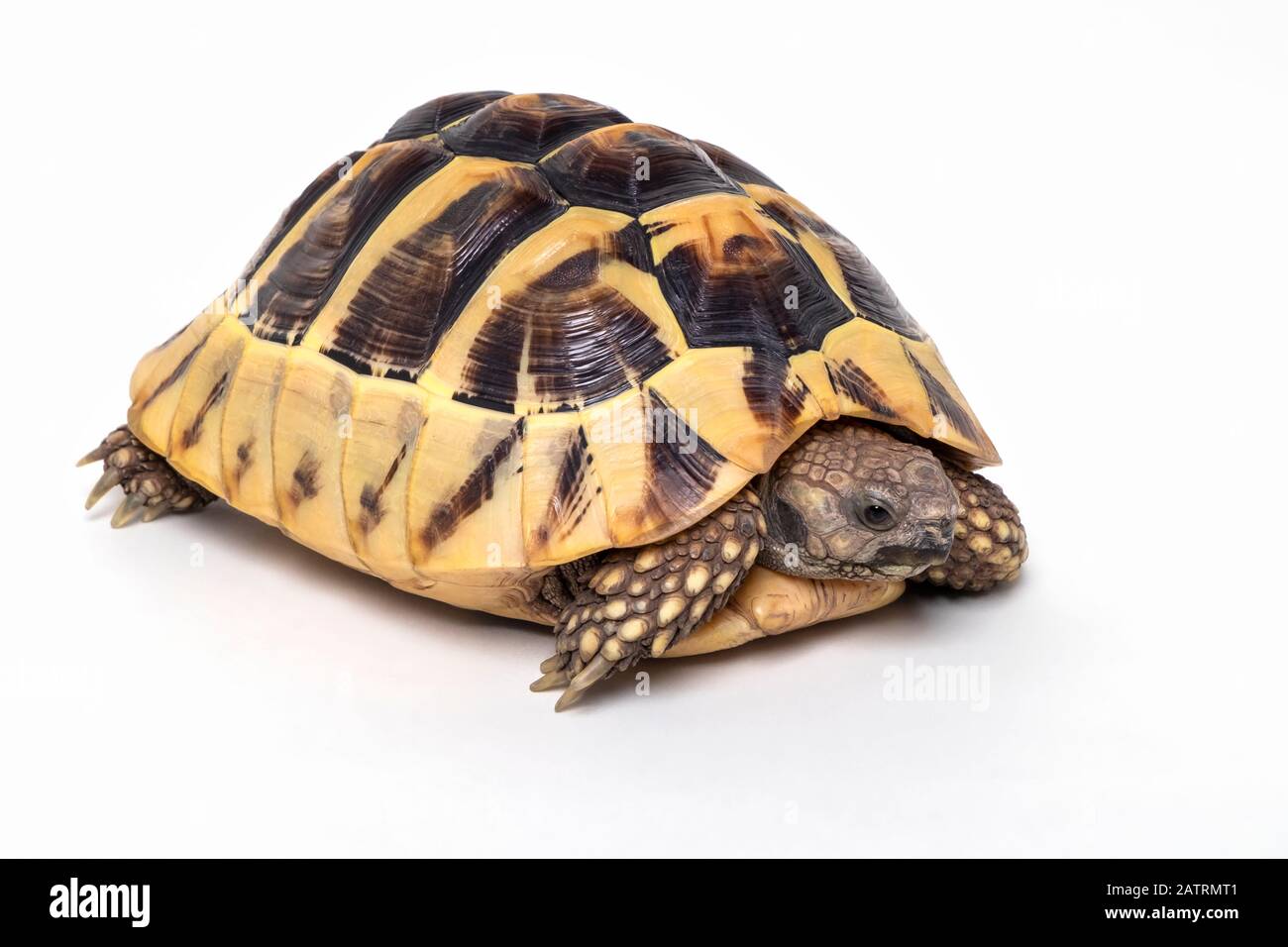 Tortoise White Background